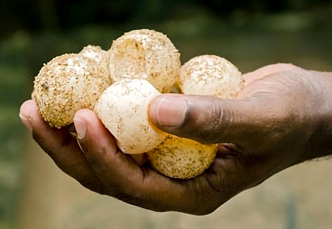 SEA TURTLE | Alliance for Tompotika Conservation